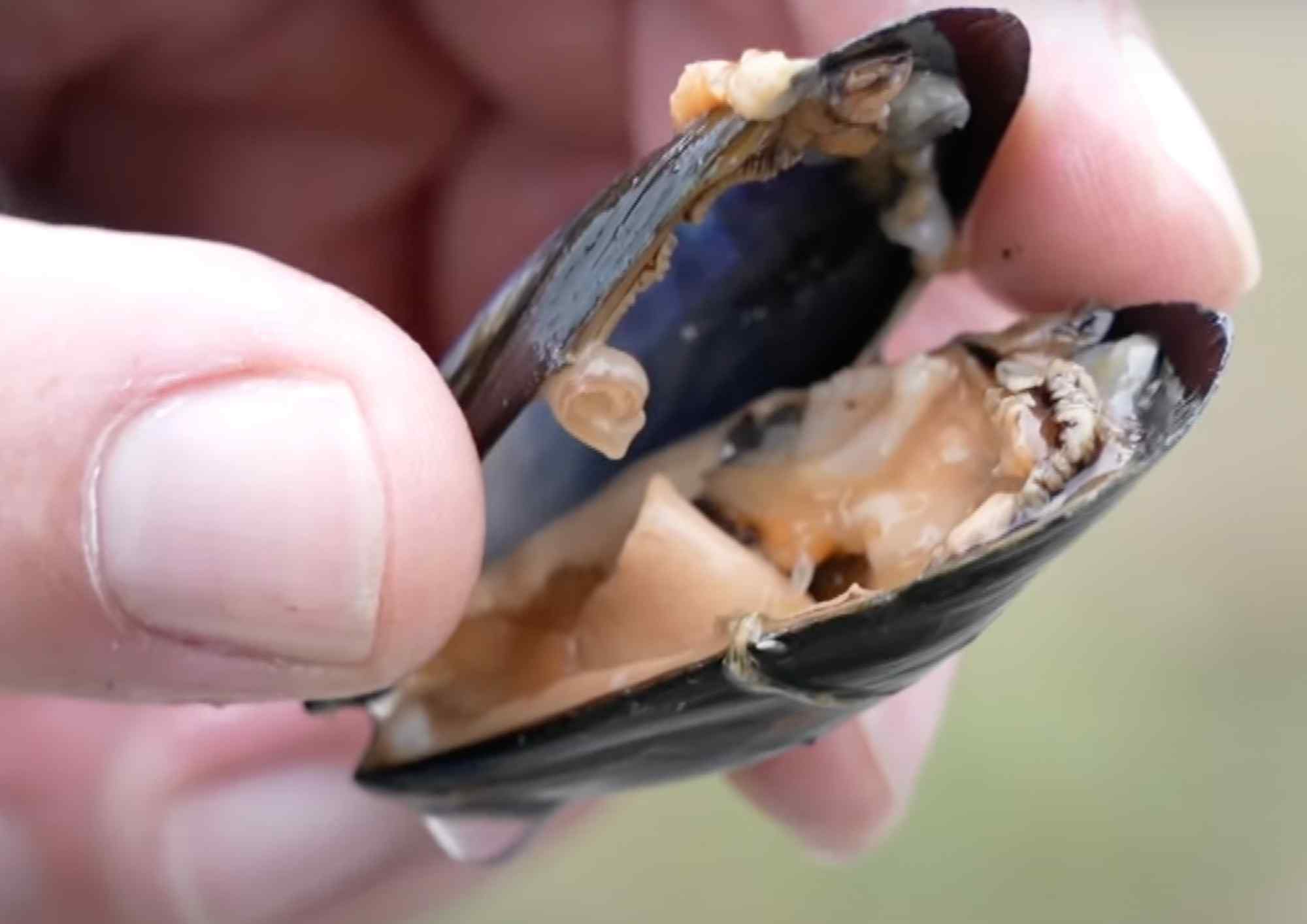 La saison des moules c'est toute l'année