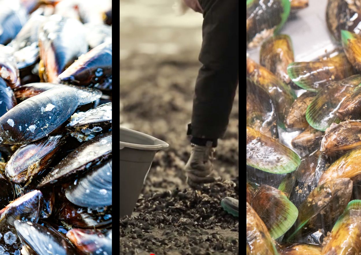 Les différentes variétés de moules